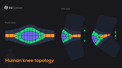 Human knee topology | CGTyphoon